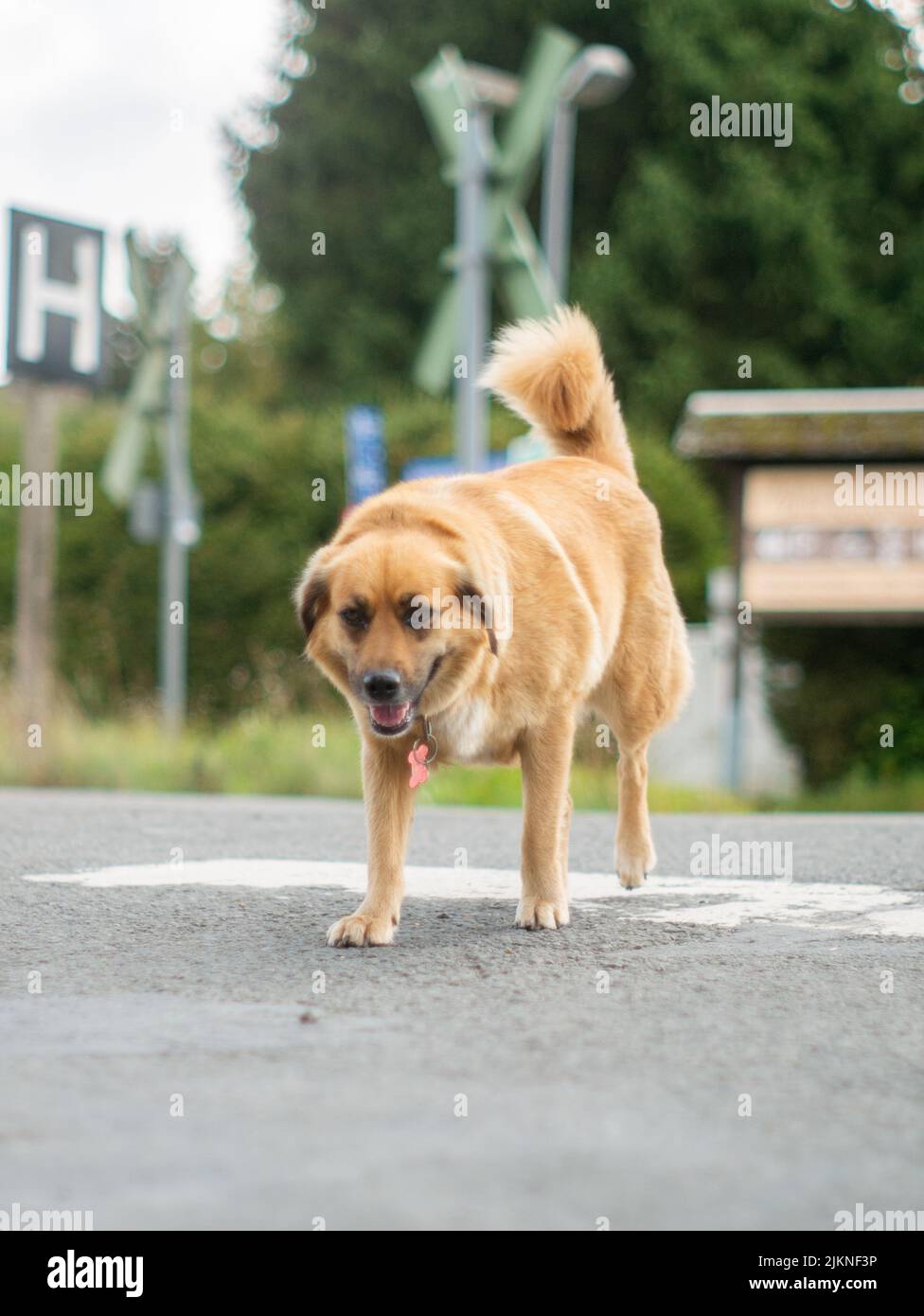 Beige dog hi-res stock photography and images - Alamy