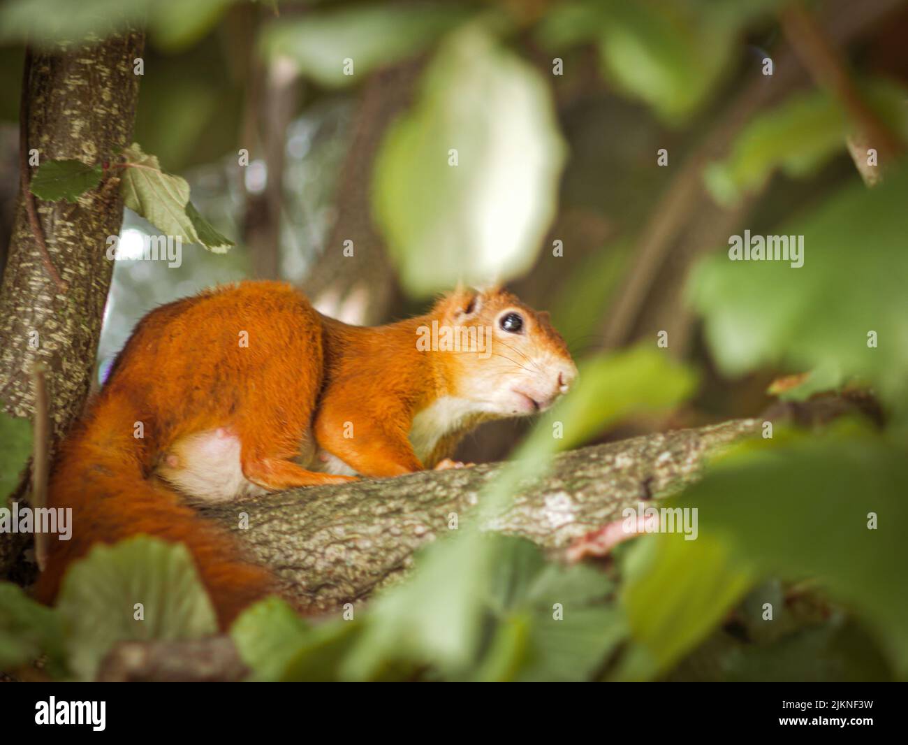 Tropical squirrel hi-res stock photography and images - Alamy