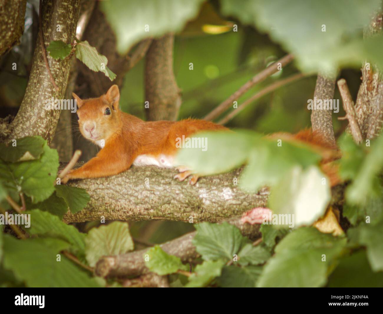 A closeup of a Squirrel laying on a tree branch Stock Photo - Alamy