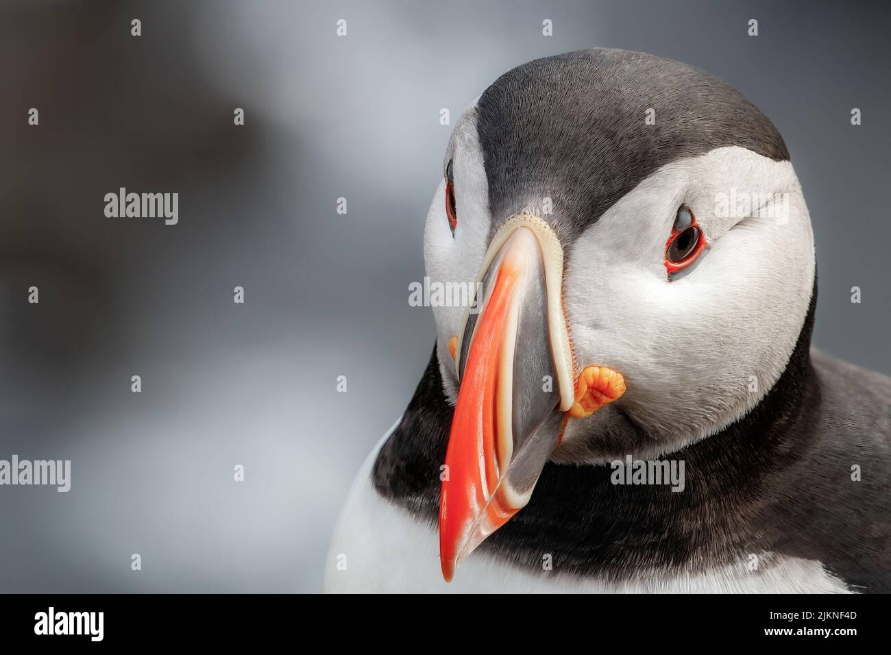 A portrait of an Atlantic puffin during daytime with blurred gray ...