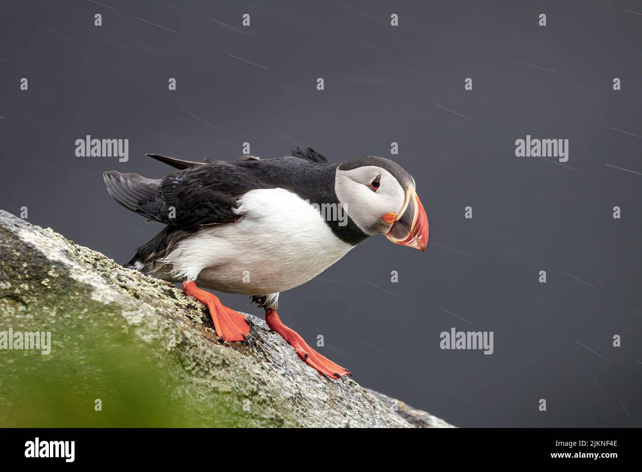 A beautiful shot of an Atlantic puffin preparing for take off from a ...