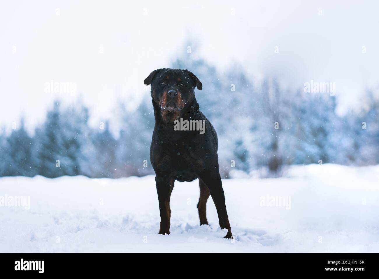 White guard dog standing hi-res stock photography and images - Alamy