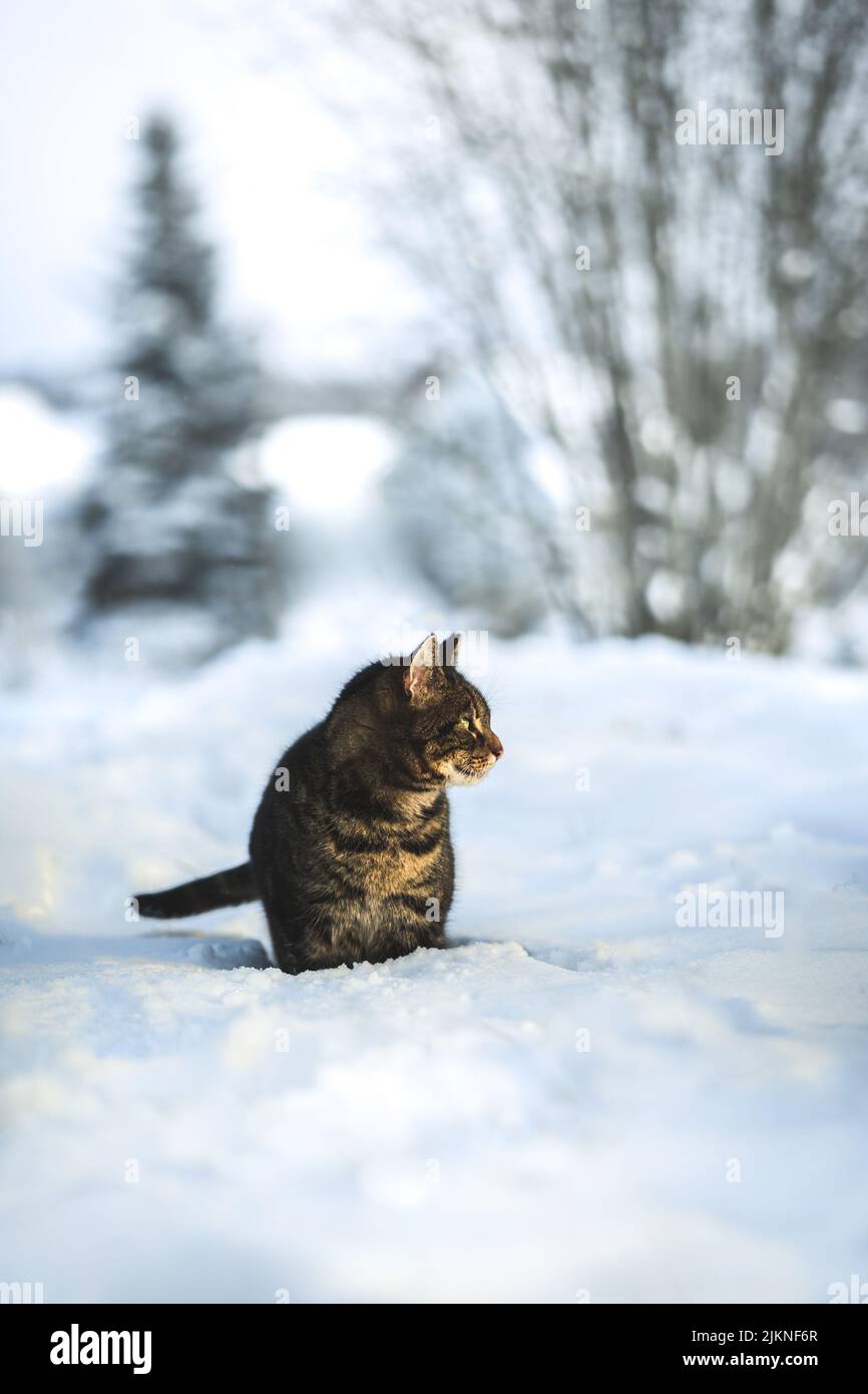 Cat Standing Up Snow Meme