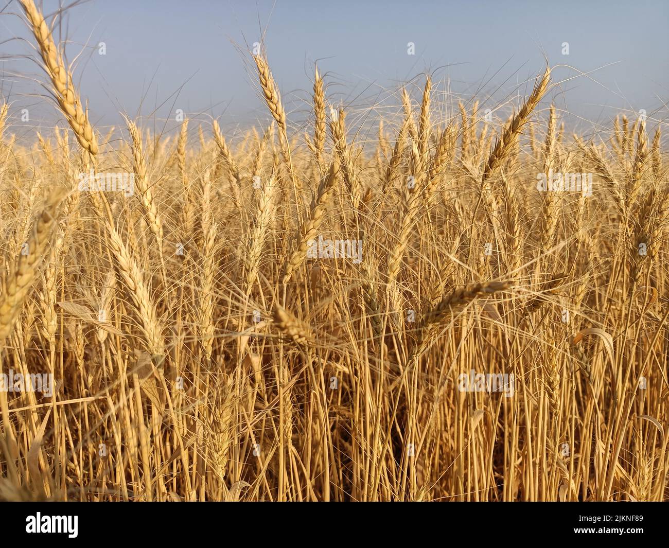 Wheat fields in farm in india yellow golden wheat crop farm. Dry wheat ...