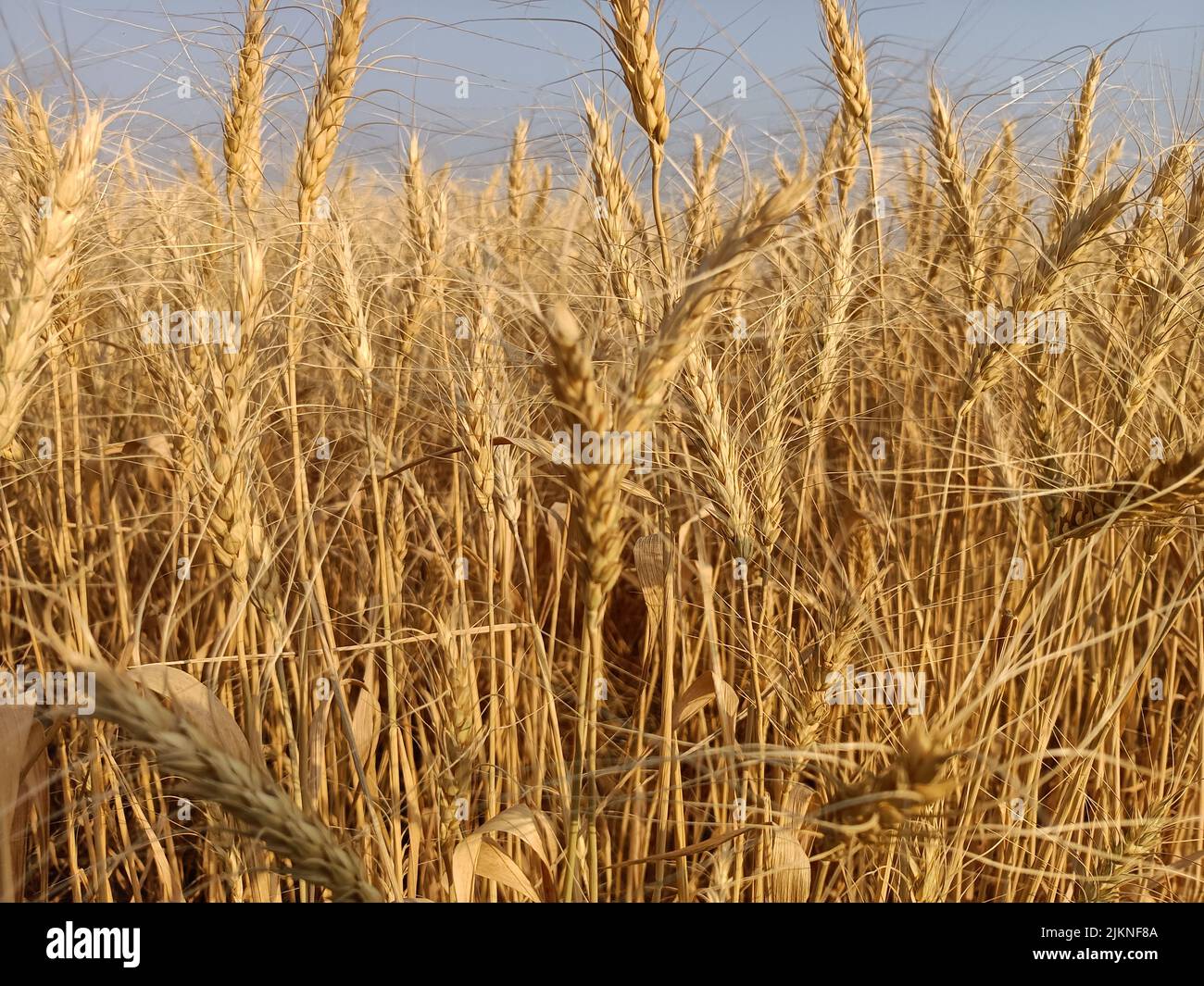 Wheat fields in farm in india yellow golden wheat crop farm. Dry wheat ...