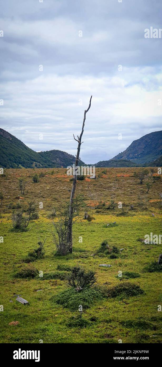 A vertical shot of a thin tree without branches in a green field with ...