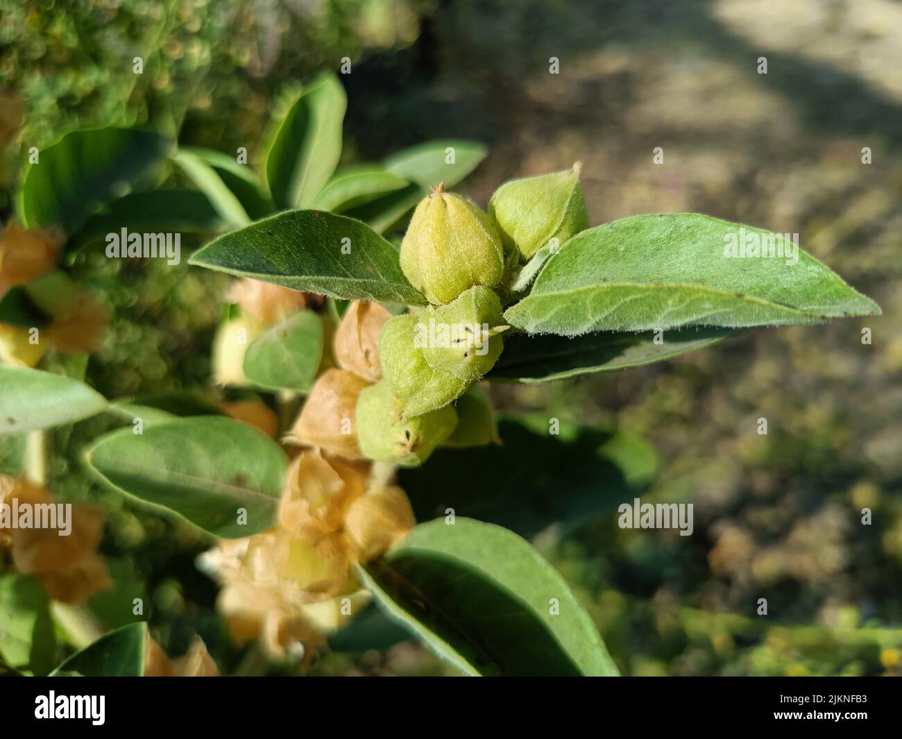 Ashwagandha medicinal plant used in ayurvedic medicines this plant also ...