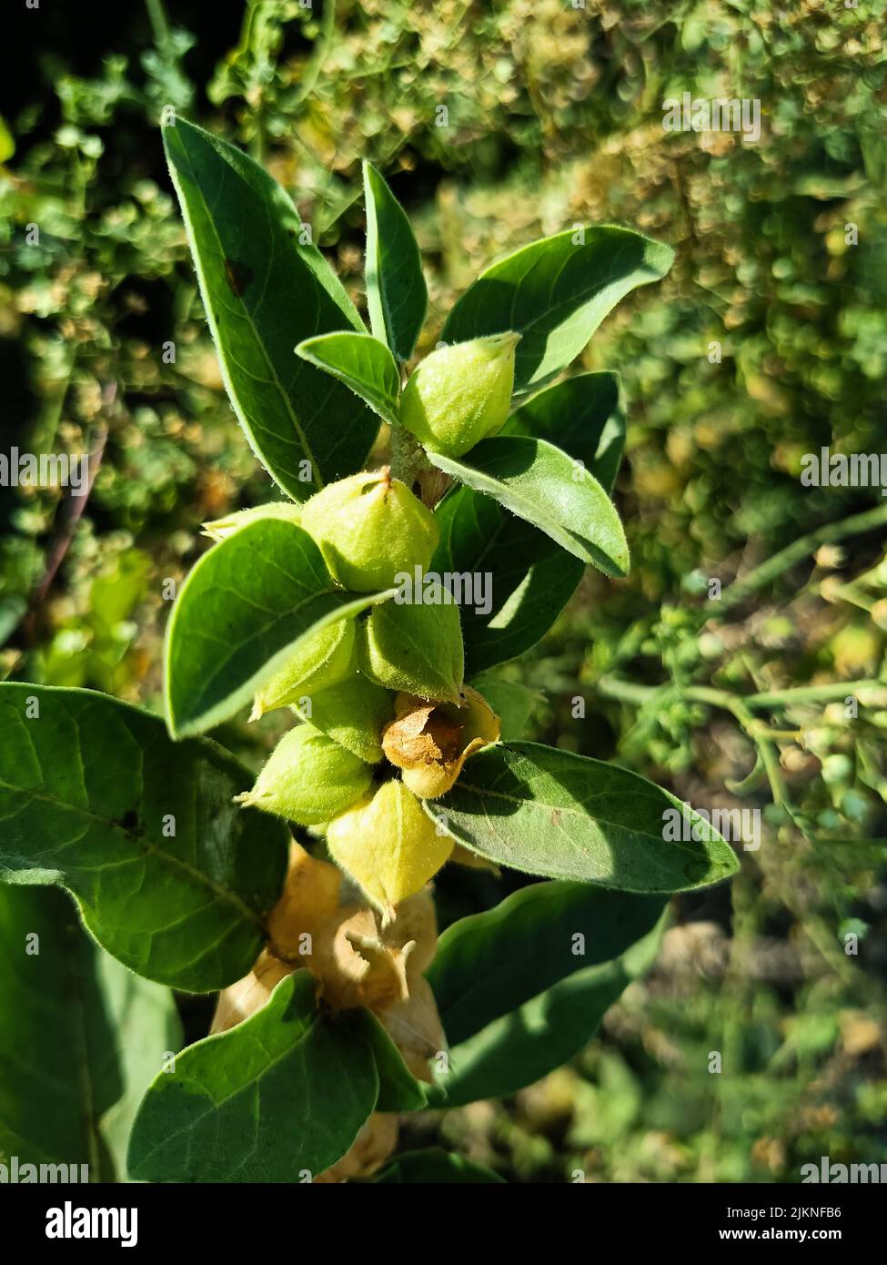 Ashwagandha medicinal plant used in ayurvedic medicines this plant also ...