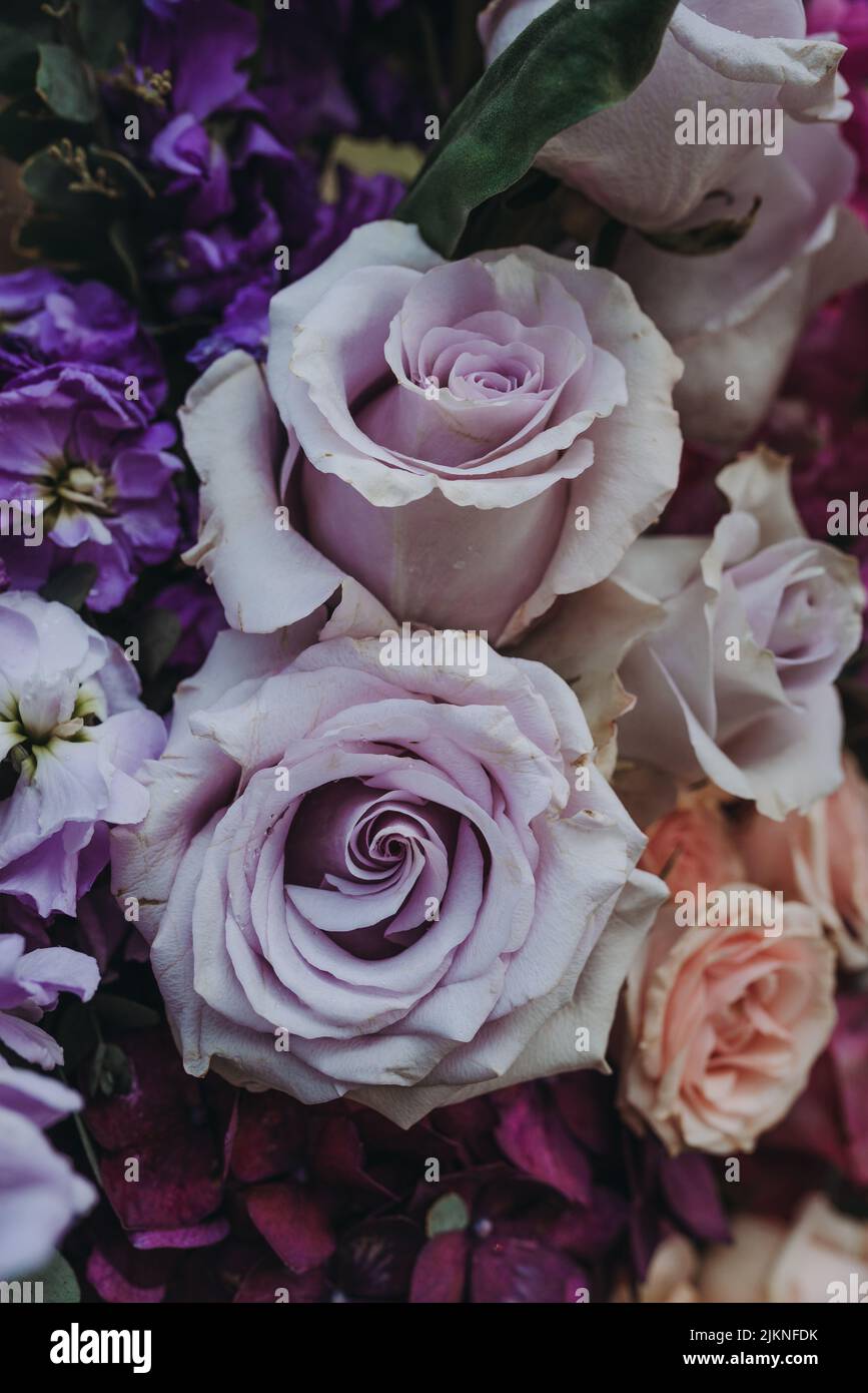 Nice rose flowers hi-res stock photography and images - Alamy