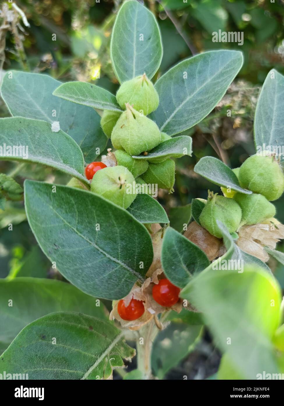 Ashwagandha fruits hi-res stock photography and images - Alamy