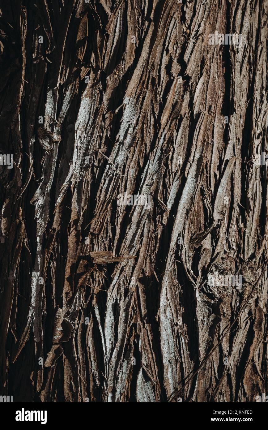 Macro shot tree bark hi-res stock photography and images - Alamy