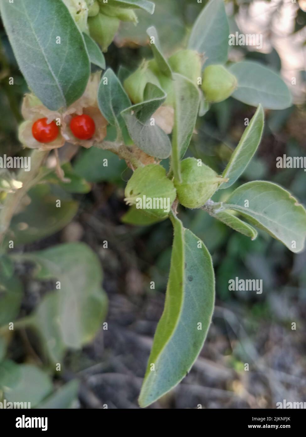 Ashwagandha fruits hi-res stock photography and images - Alamy