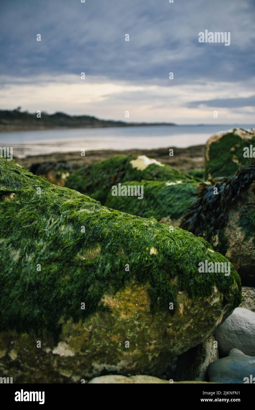Algae on rocks hi-res stock photography and images - Alamy