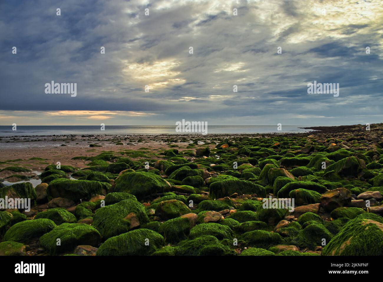 Algae on rocks hi-res stock photography and images - Alamy