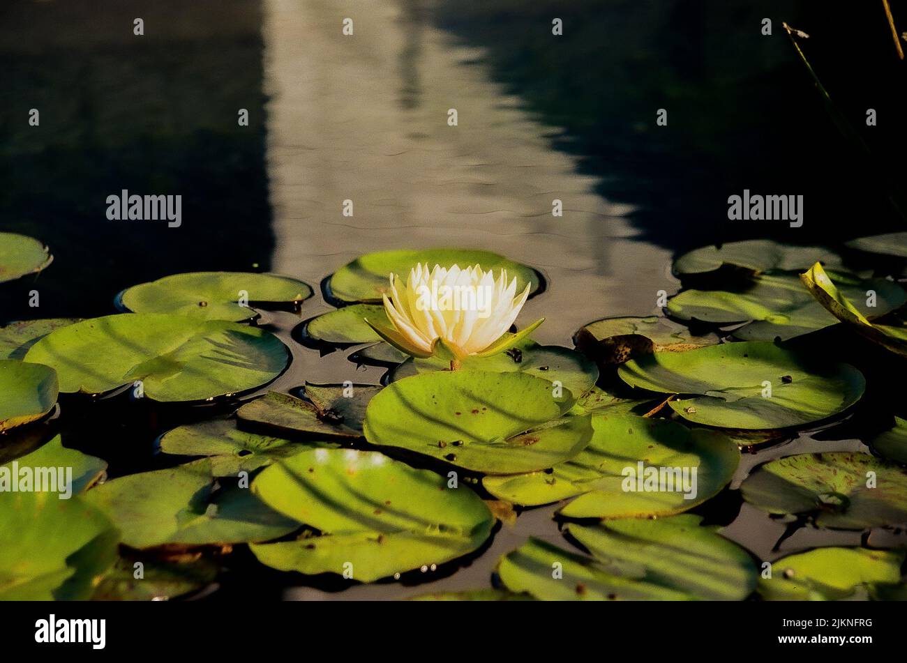 Under water lily hi-res stock photography and images - Alamy