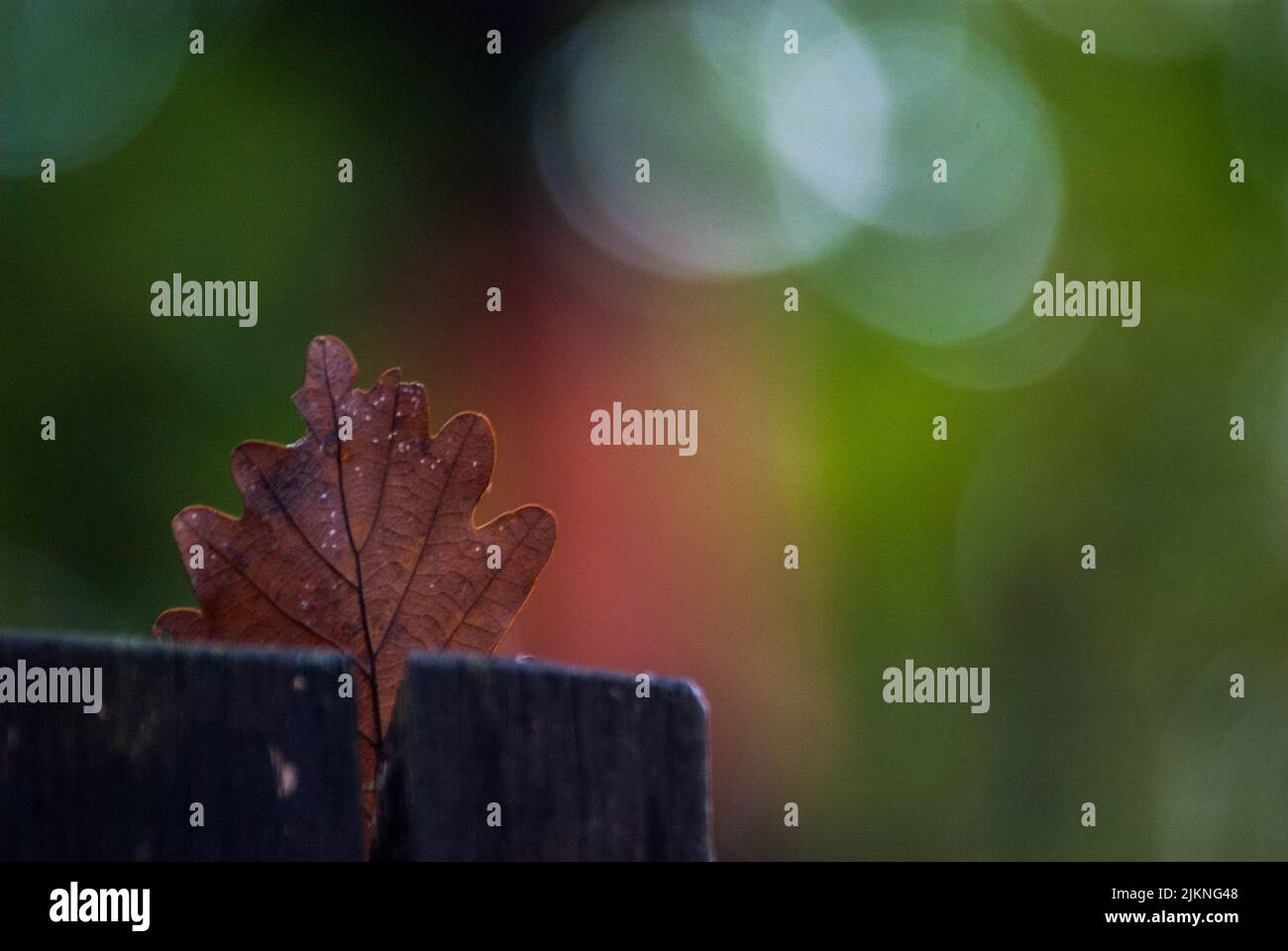 A dry brown leaf isolated on natural bokeh background Stock Photo - Alamy