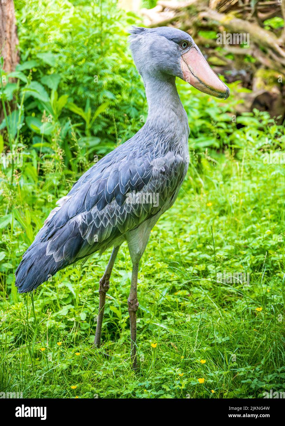 A vertical shot of the shoebill (Balaeniceps rex) in a park Stock Photo ...
