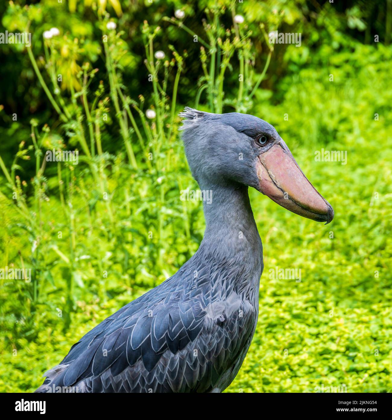 A selective focus of a shoebill (Balaeniceps rex) surrounded by ...
