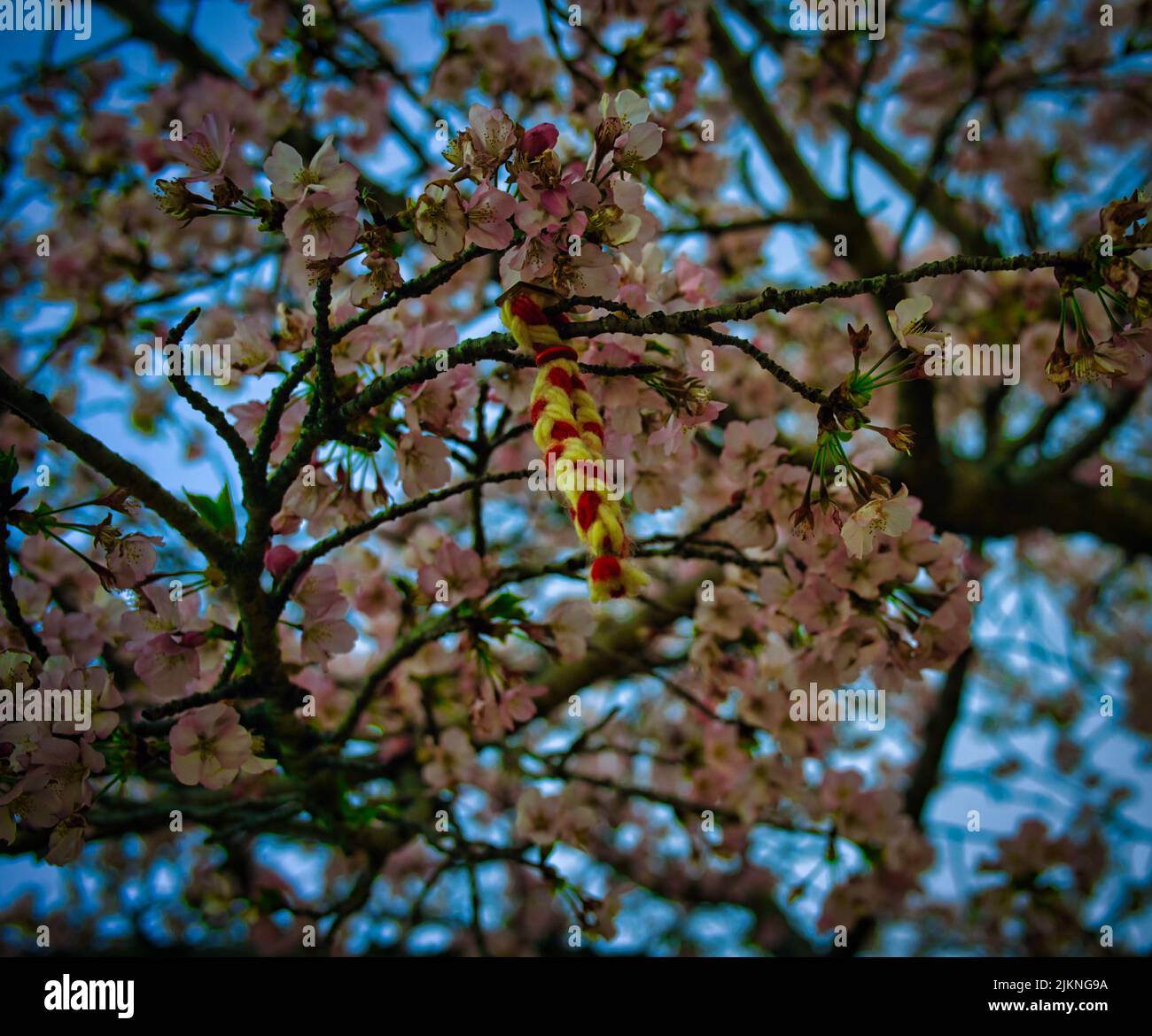 A closeup of a colorful braided rope on a cherry blossom tree Stock ...