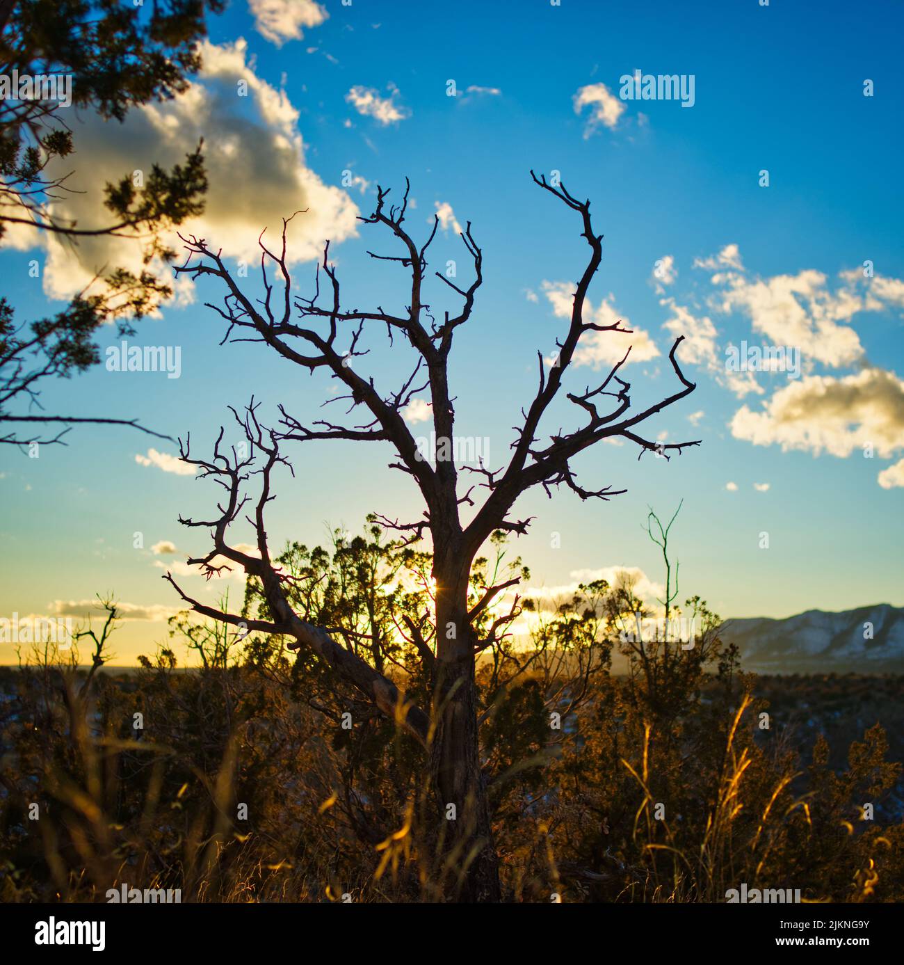 Leafless plant hi-res stock photography and images - Alamy