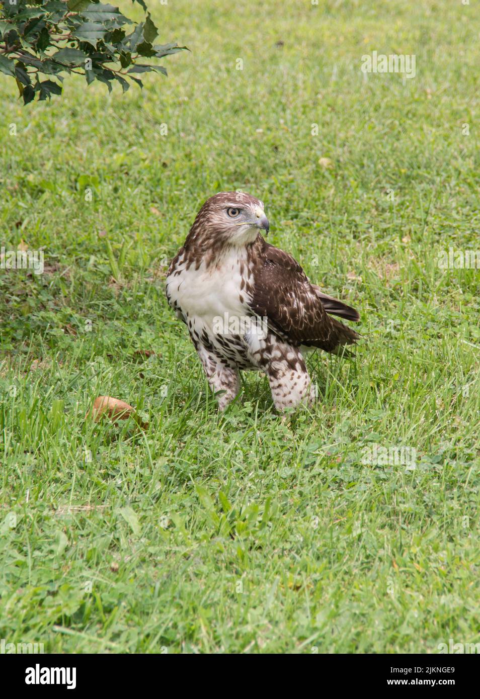 Find the hawk hi-res stock photography and images - Alamy