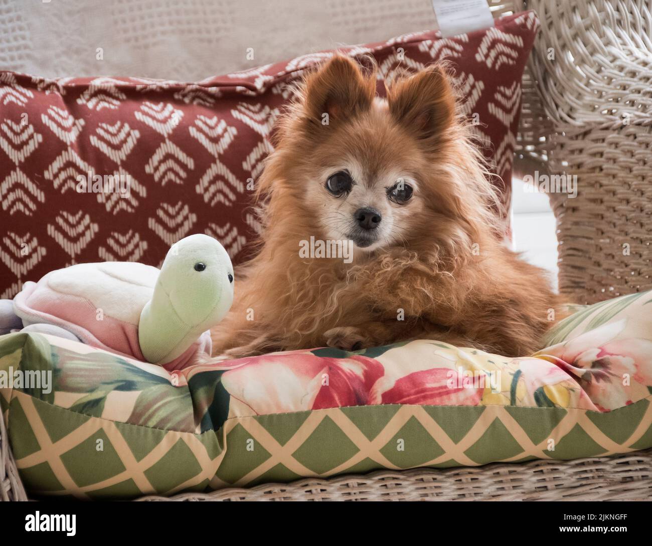 A Longhaired Chihuahua lounges on a wicker chair with her tou turtle ...