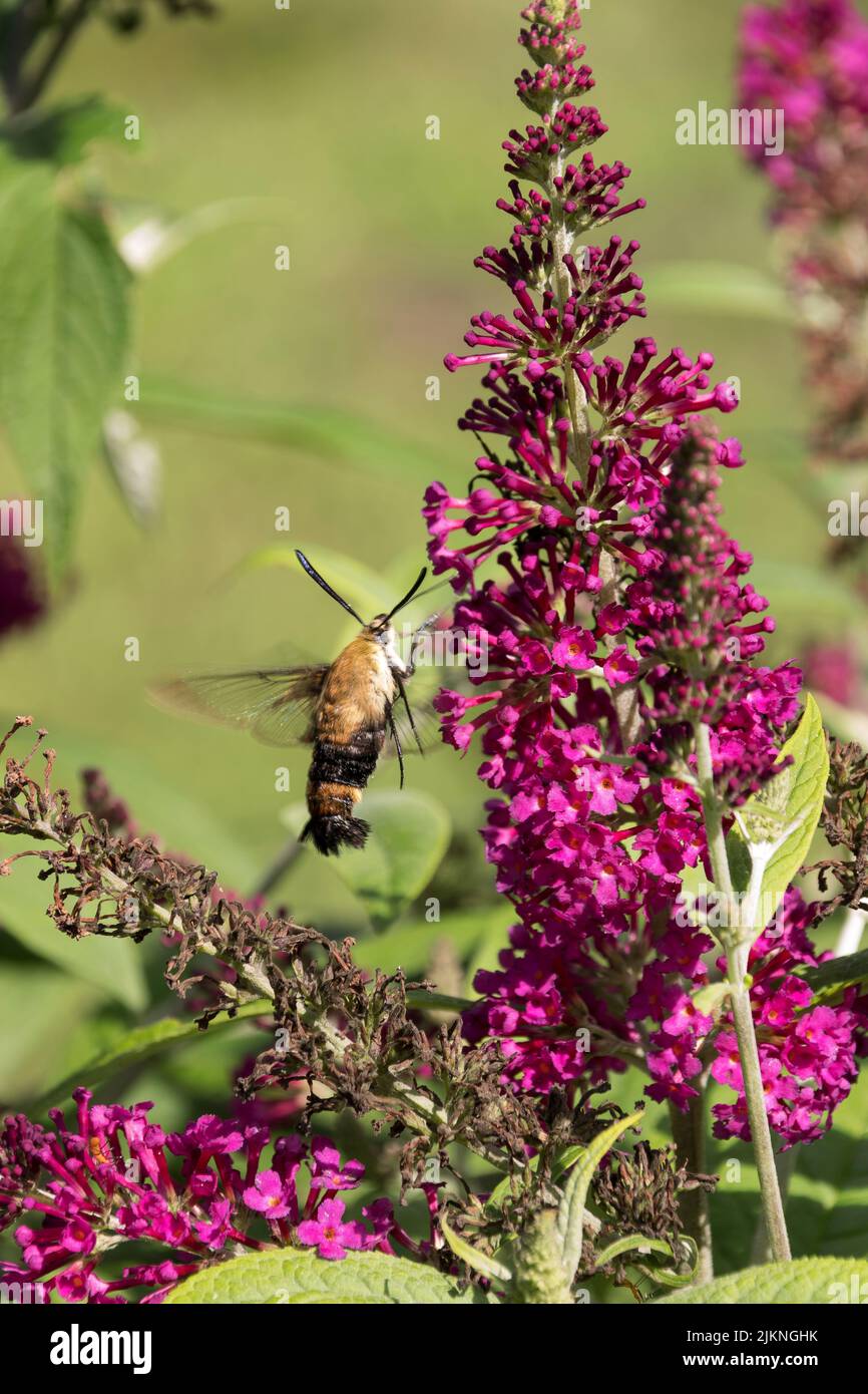 A Hummingbird moth feeds on a Bee Balm Blossom in a garden in New Bern ...