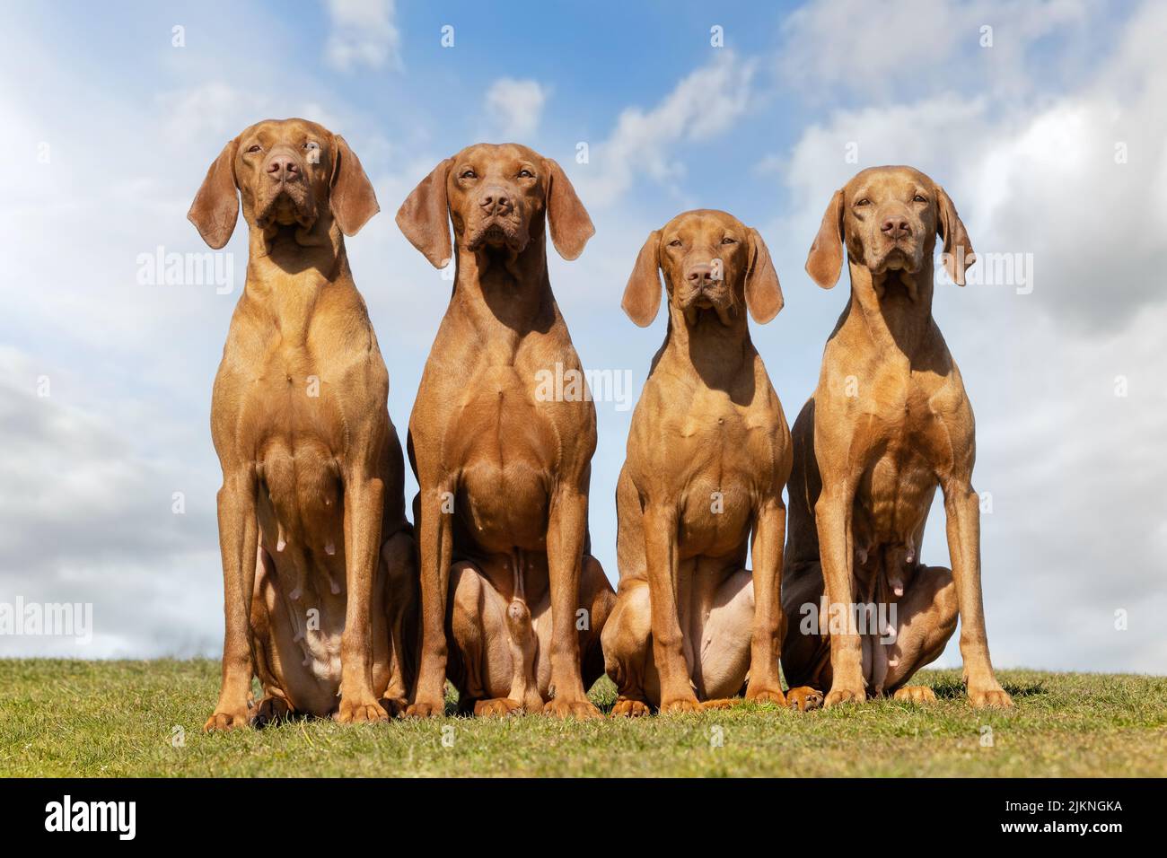 Wizlas hi-res stock photography and images - Alamy