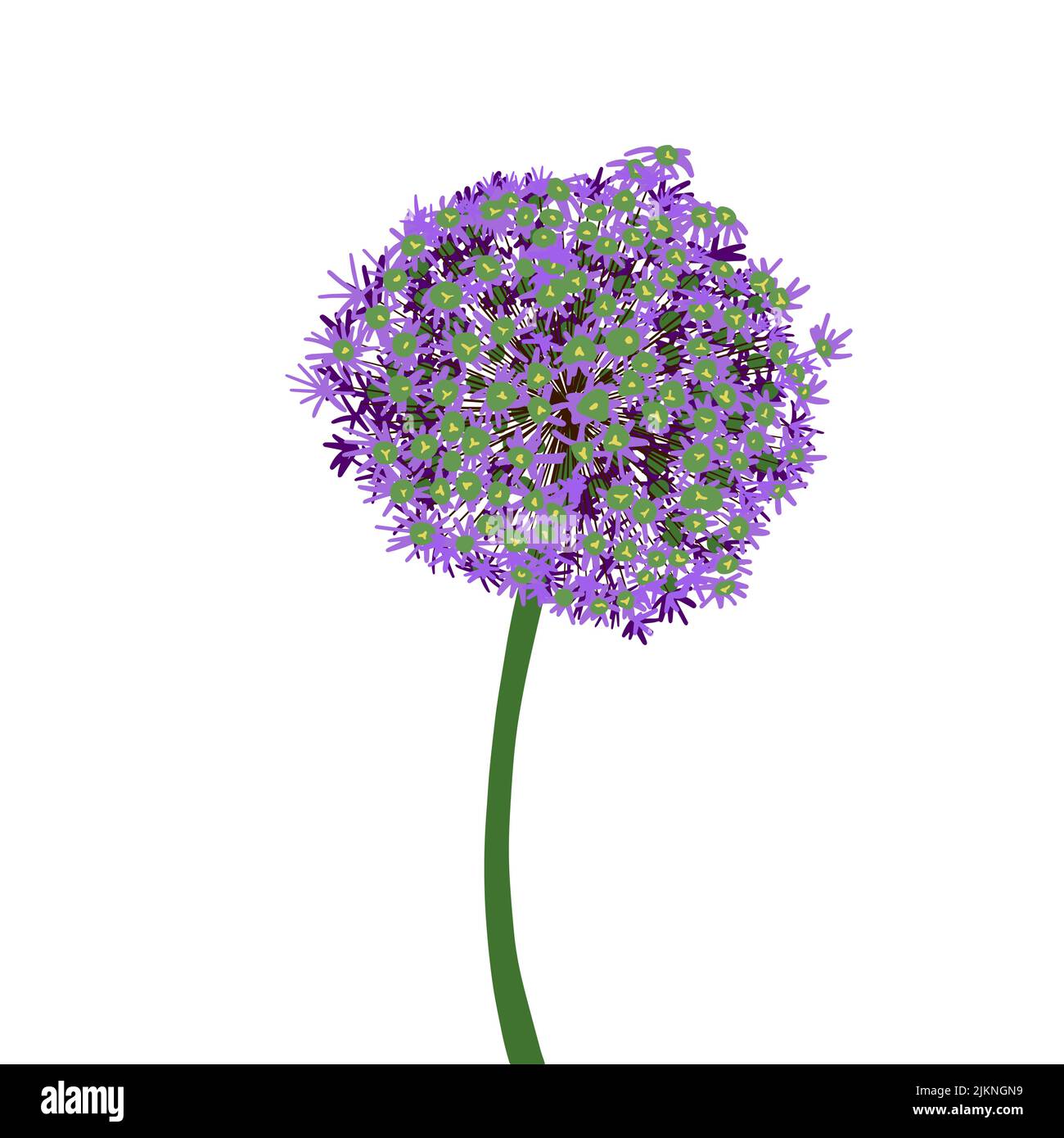 Object flower onion. Vector illustration Stock Vector Image & Art - Alamy