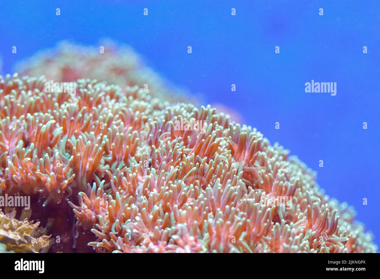 Underwater pink coral hi-res stock photography and images - Alamy