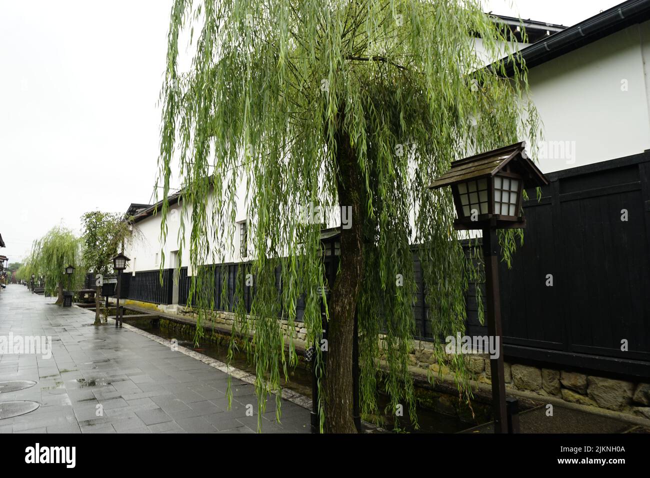 Babylonian weeping willow tree hi-res stock photography and images - Alamy