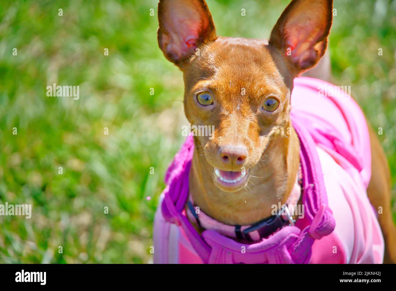 A closeup of a brown female Chihuahua dog wearing the pink vest on a ...