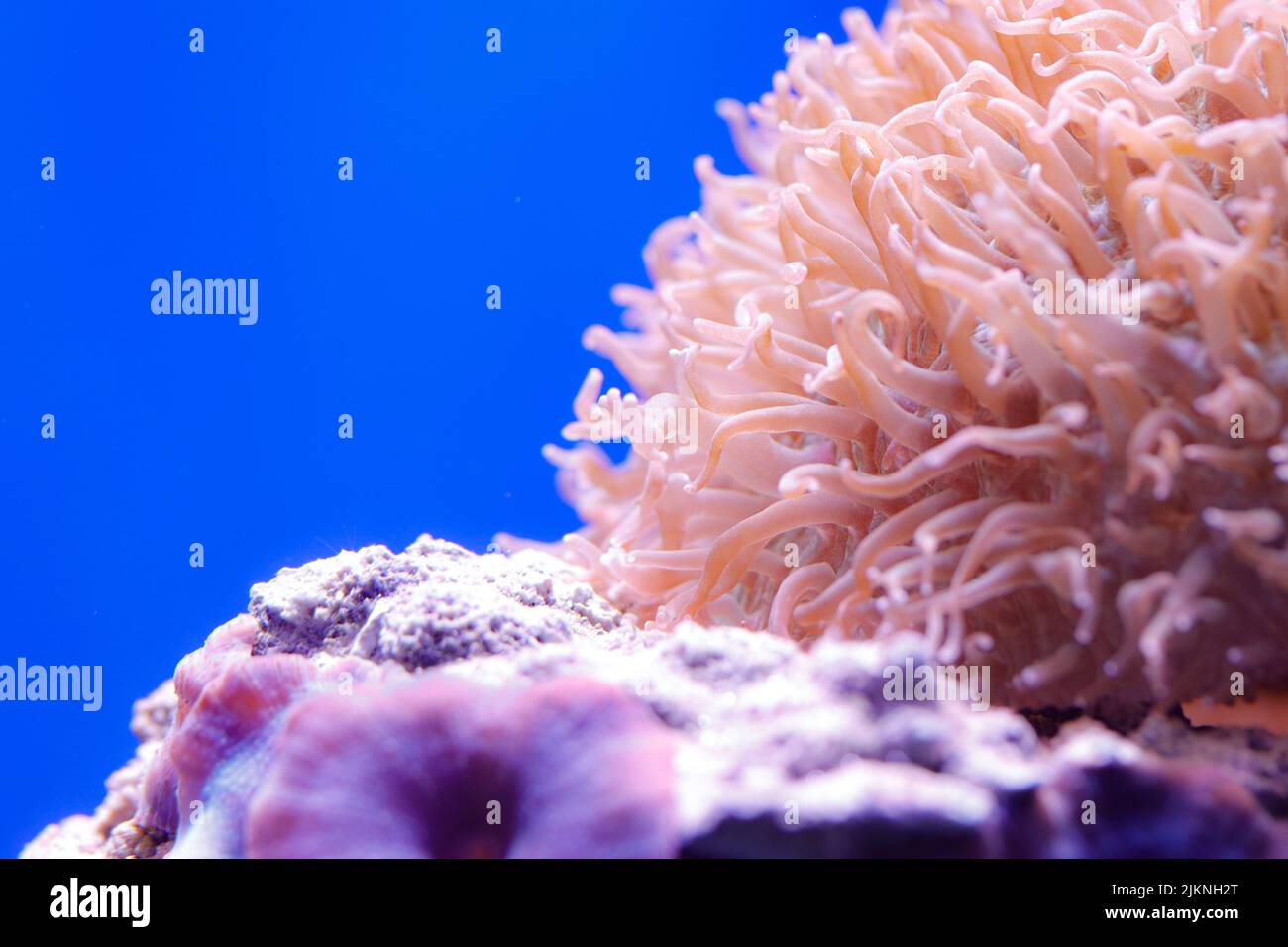 Pink underwater hi-res stock photography and images - Alamy