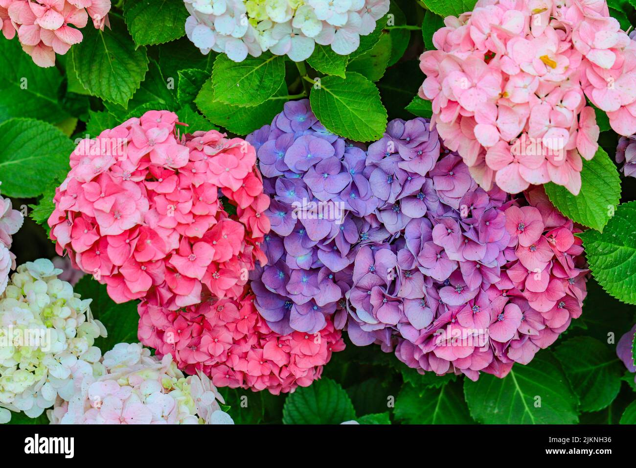 Hydrangea petals hi-res stock photography and images - Alamy