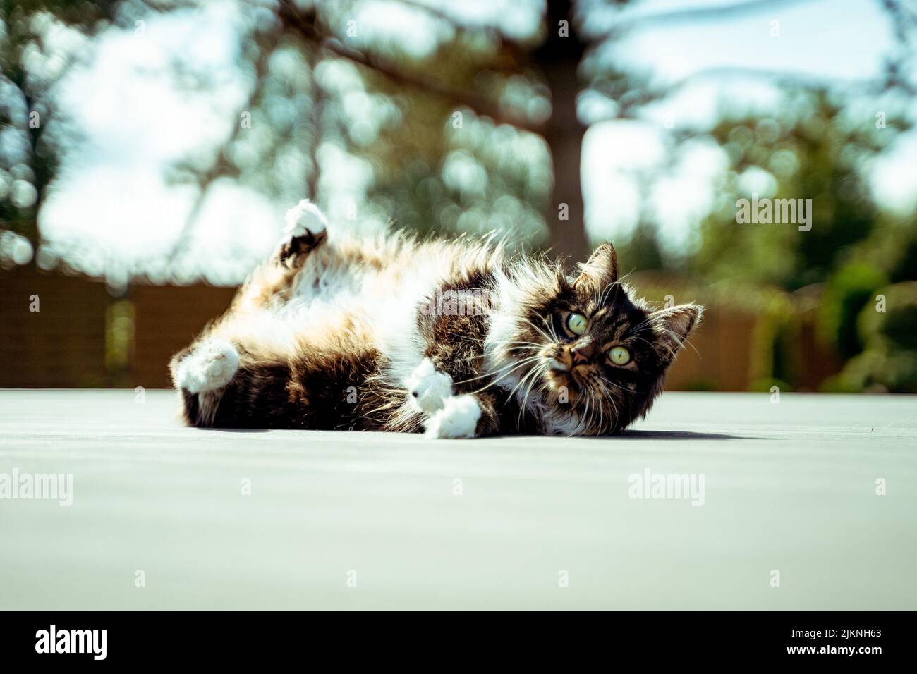 A closeup of a cute cat lying with raised legs under the sun's rays ...