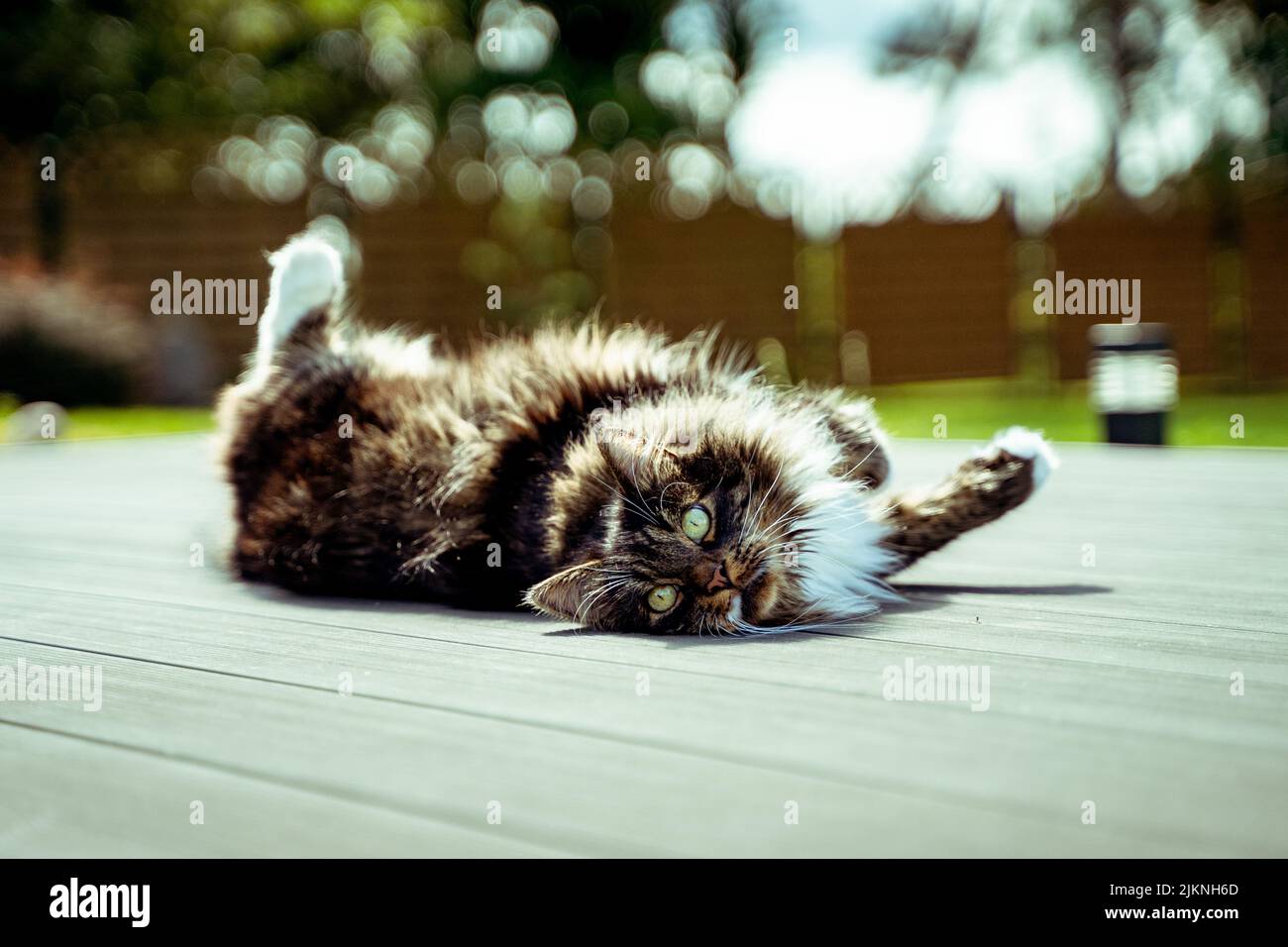 A closeup of a cute cat playing happily on the ground with raised legs ...
