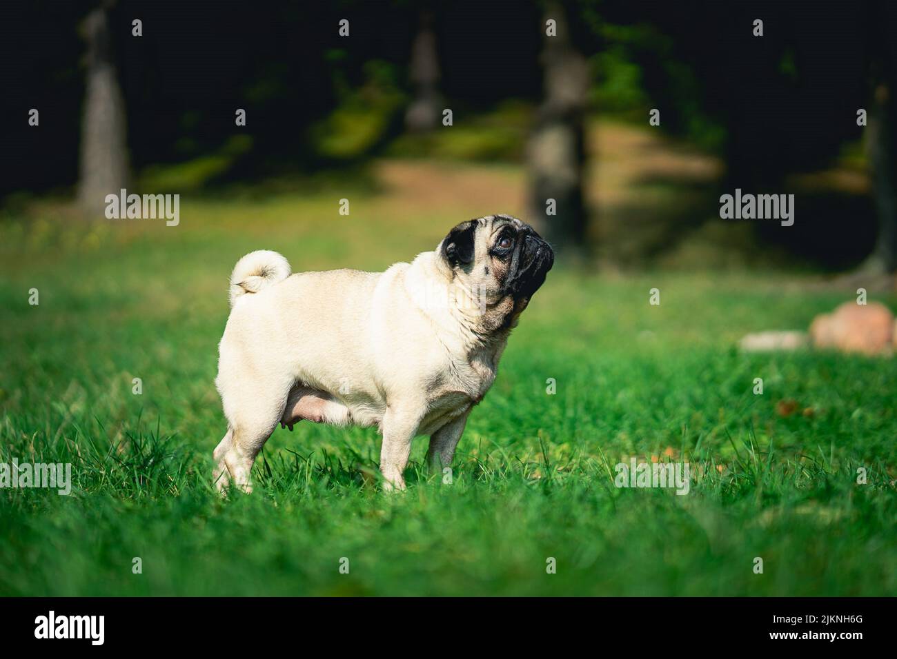 Side view of a pug hi-res stock photography and images - Alamy
