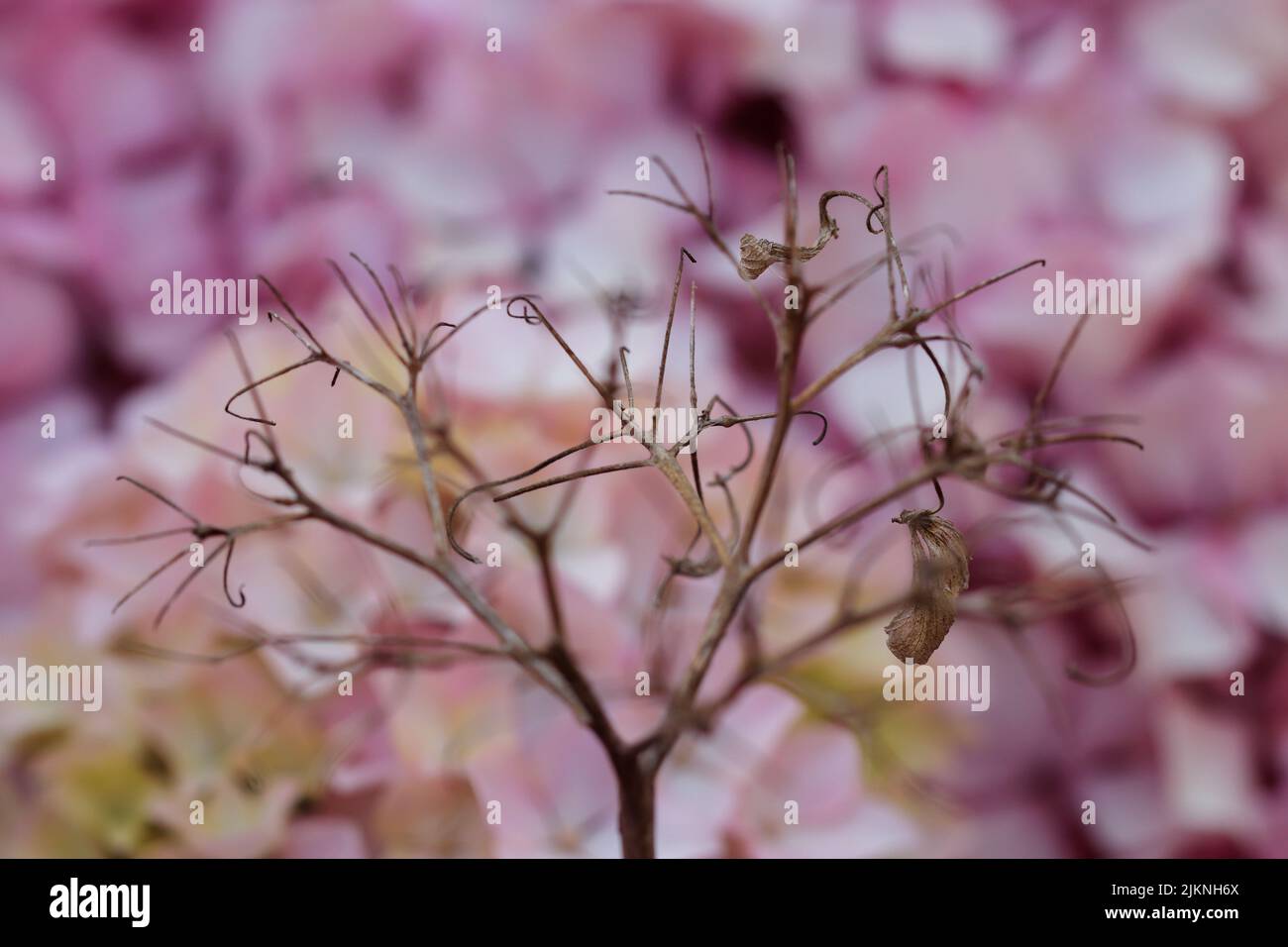 A closeup of dry branches of hydrangea flower on the colorful ...