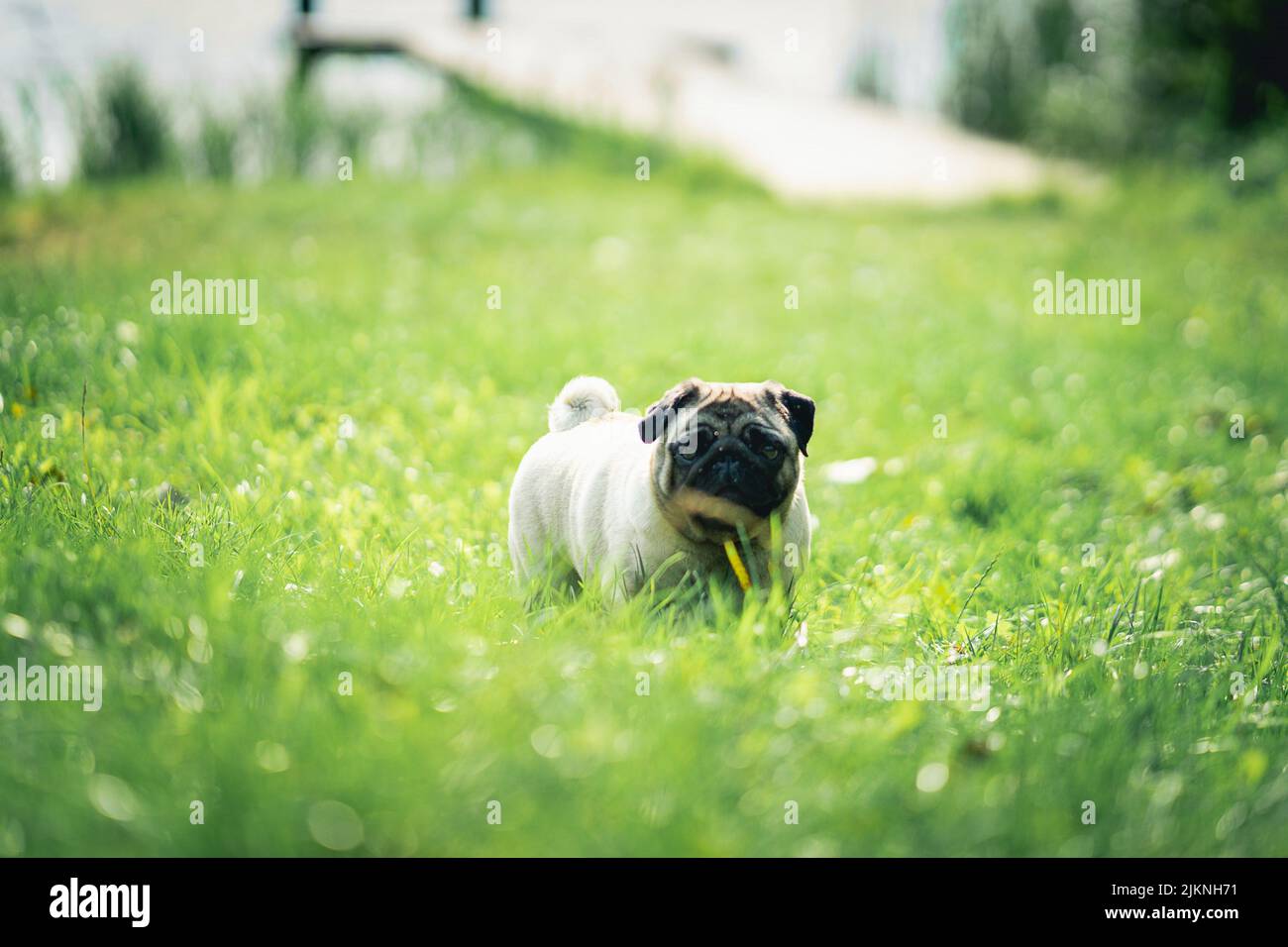 A beautiful shot of a pug dog walking on a grass Stock Photo - Alamy