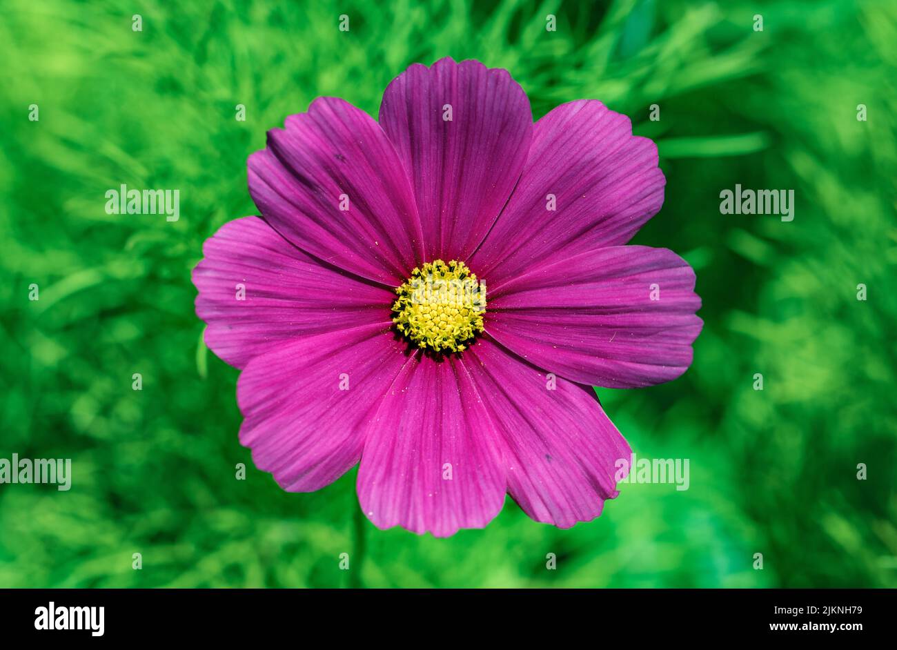 Purple cosmos hi-res stock photography and images - Alamy