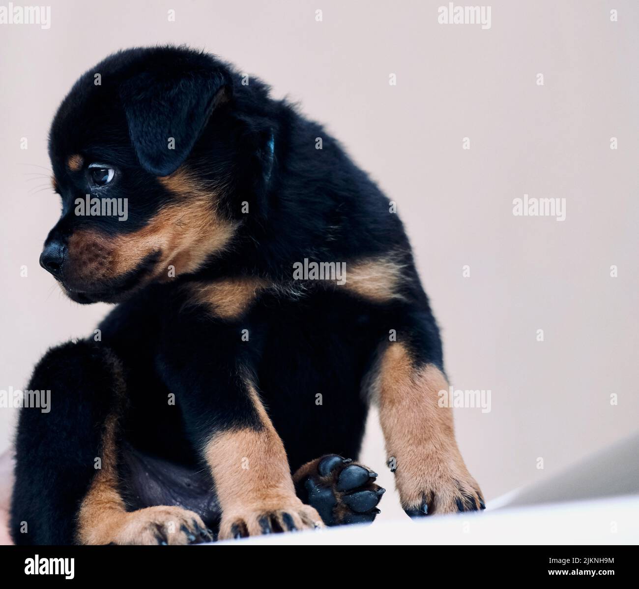 Black rottweiler hi-res stock photography and images - Alamy