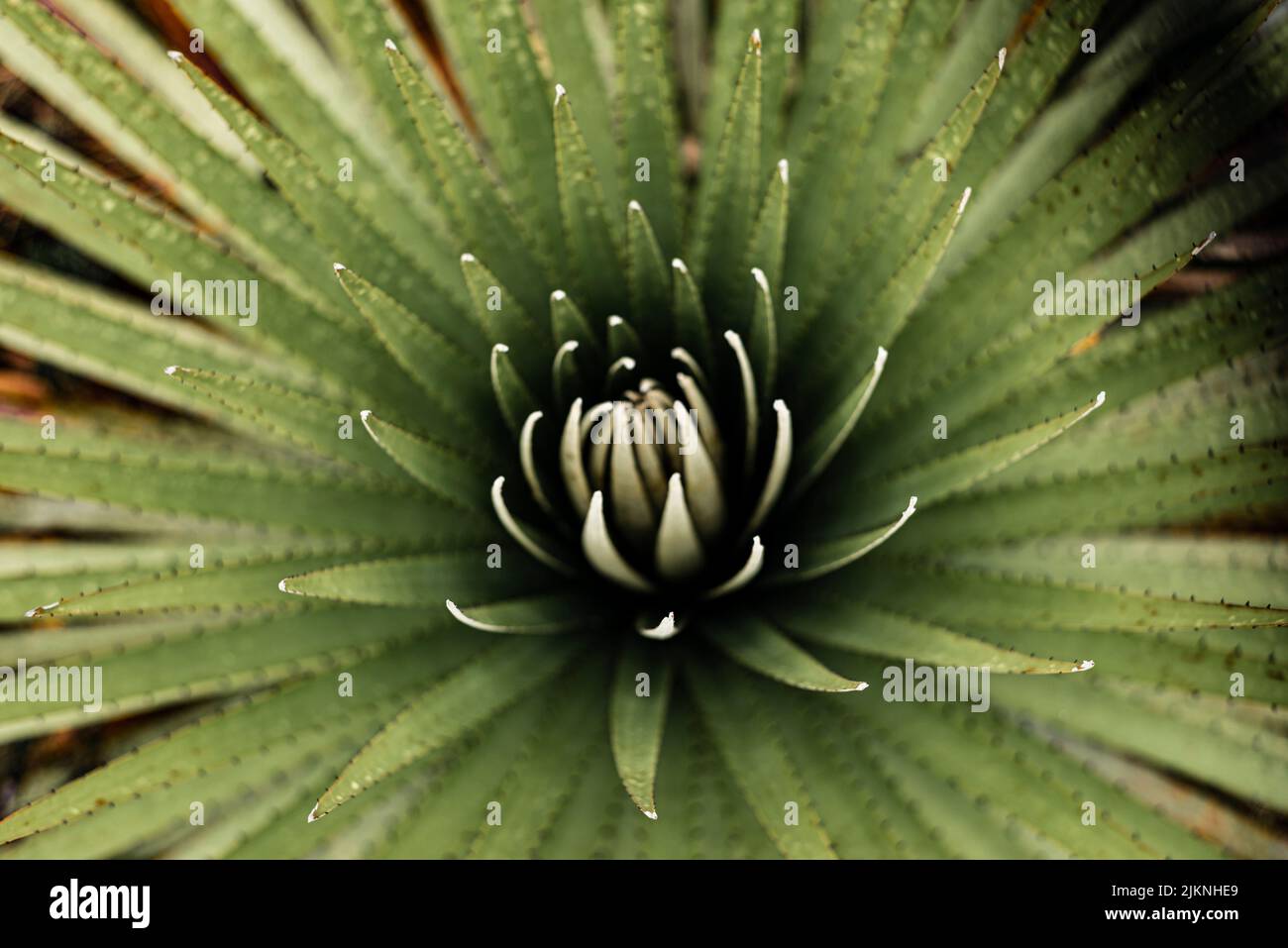 a close up shot of Agave geminiflora plant in the forest Stock Photo ...