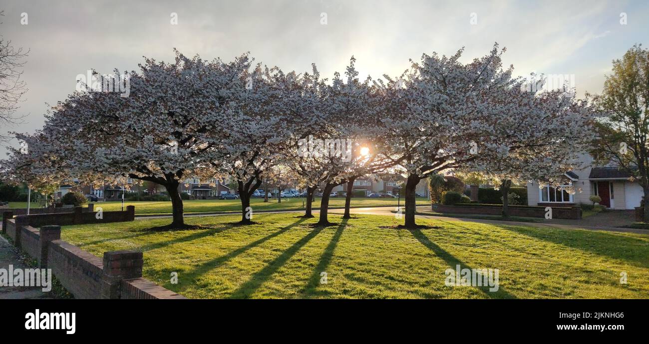 Blooming sakura trees hi-res stock photography and images - Alamy