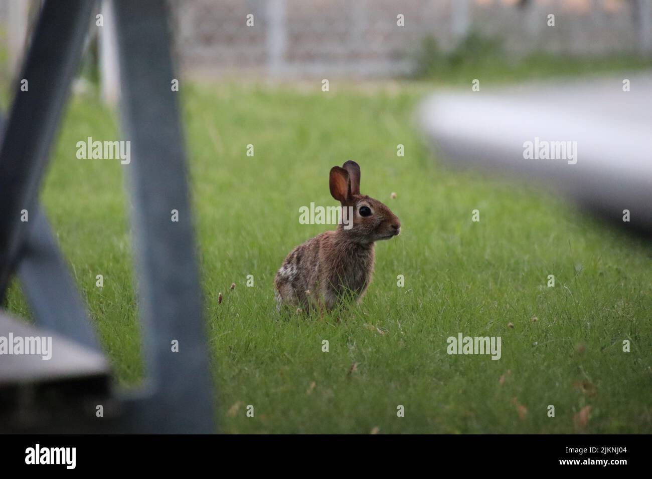 A beautiful shot of a cute rabbit sitting in the grass Stock Photo - Alamy