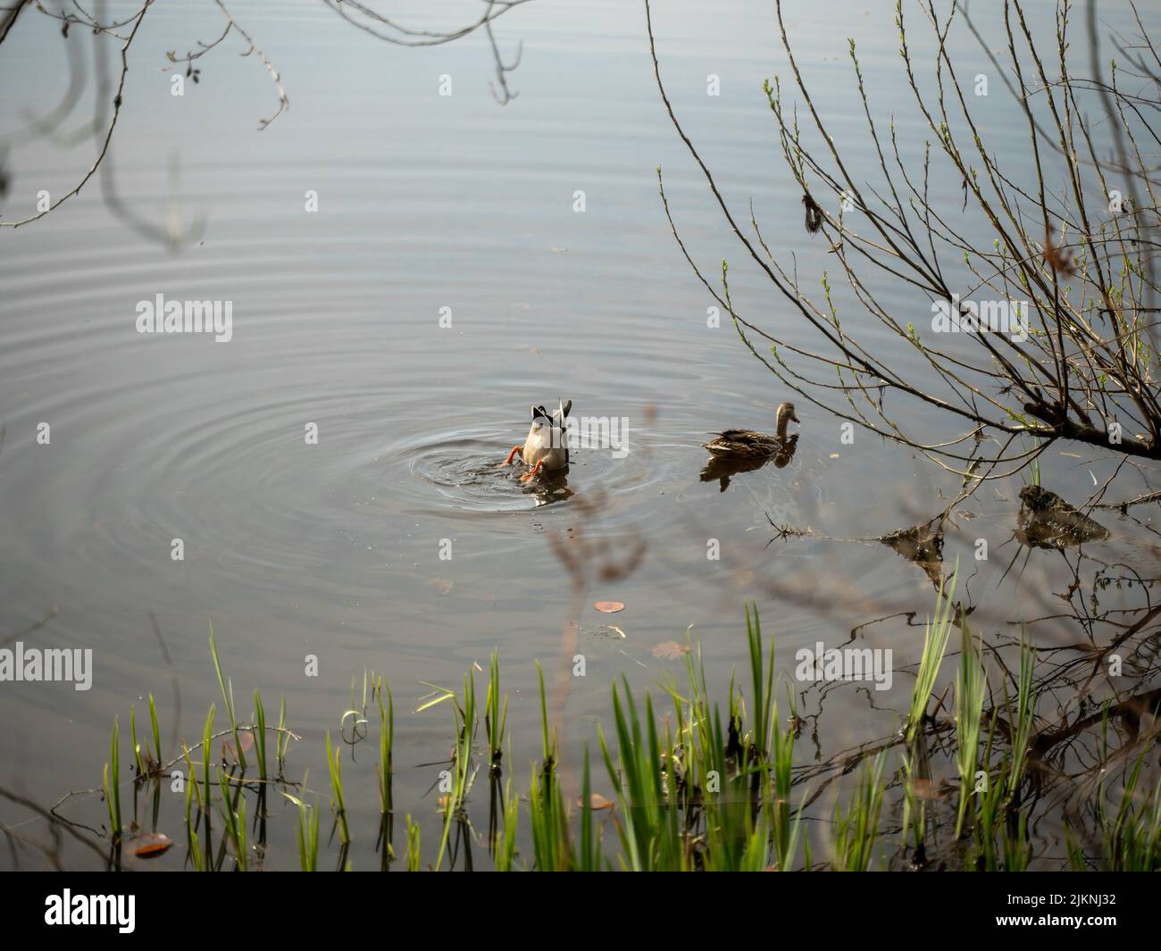 A calm lake with two adorable brown swimming ducks Stock Photo - Alamy