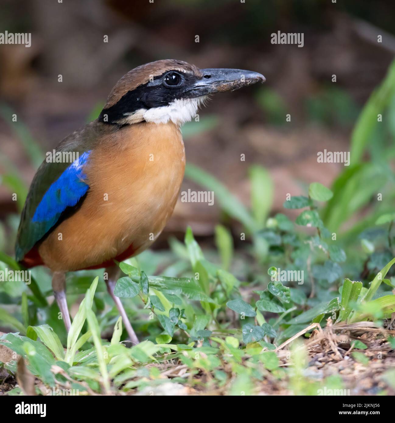 A closeup of a mangrove pitta bird standing on the green grass Stock ...
