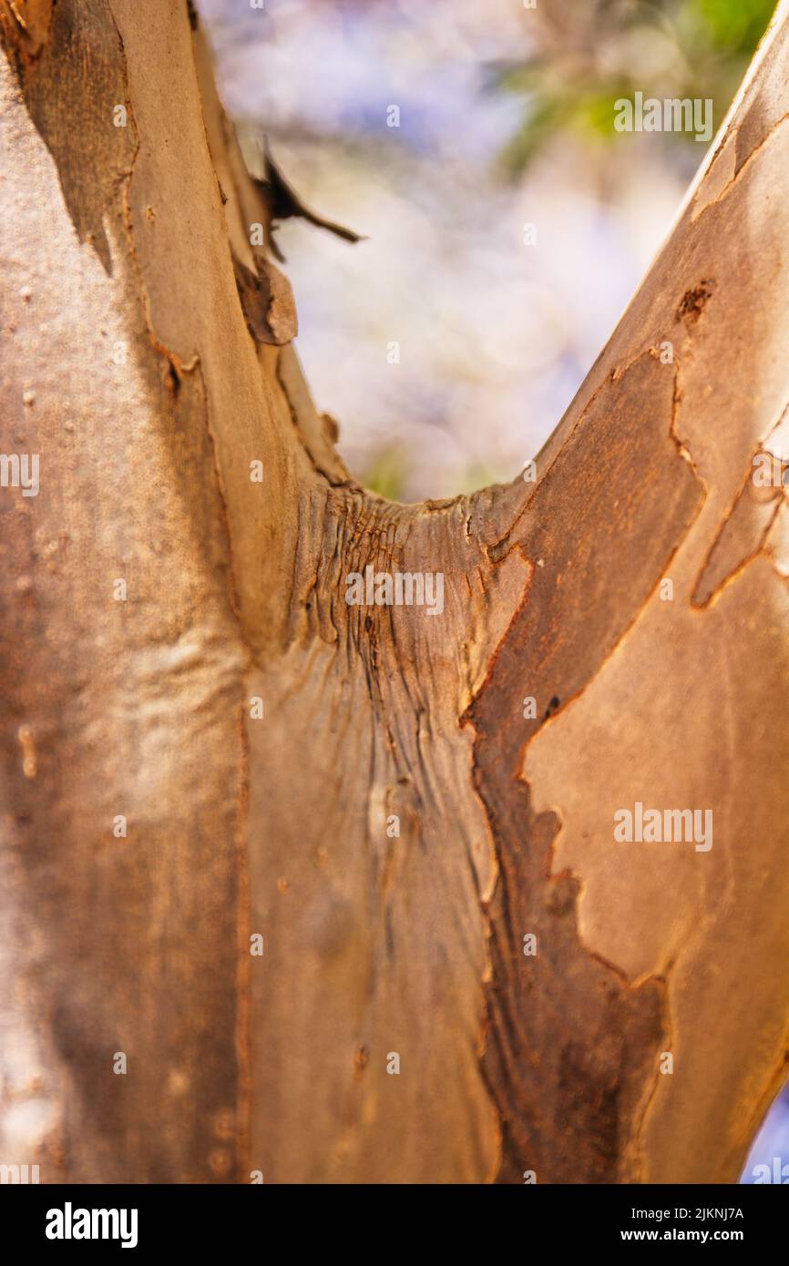 A fork in a Eucalyptus tree shows the pattern of the bark Stock Photo ...