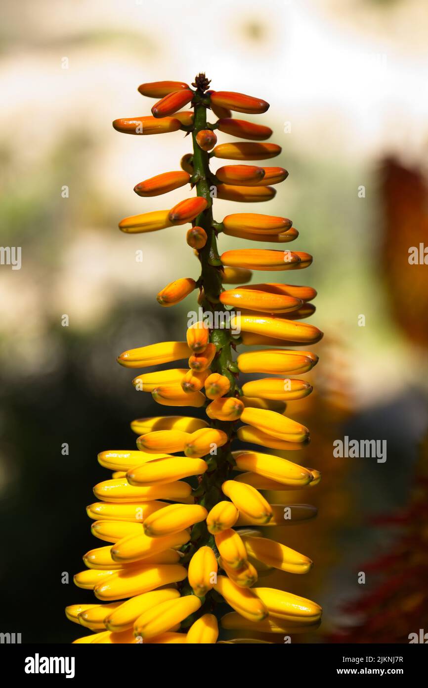 Closeup of a yellow aloe bloom showing the details of the flower Stock ...