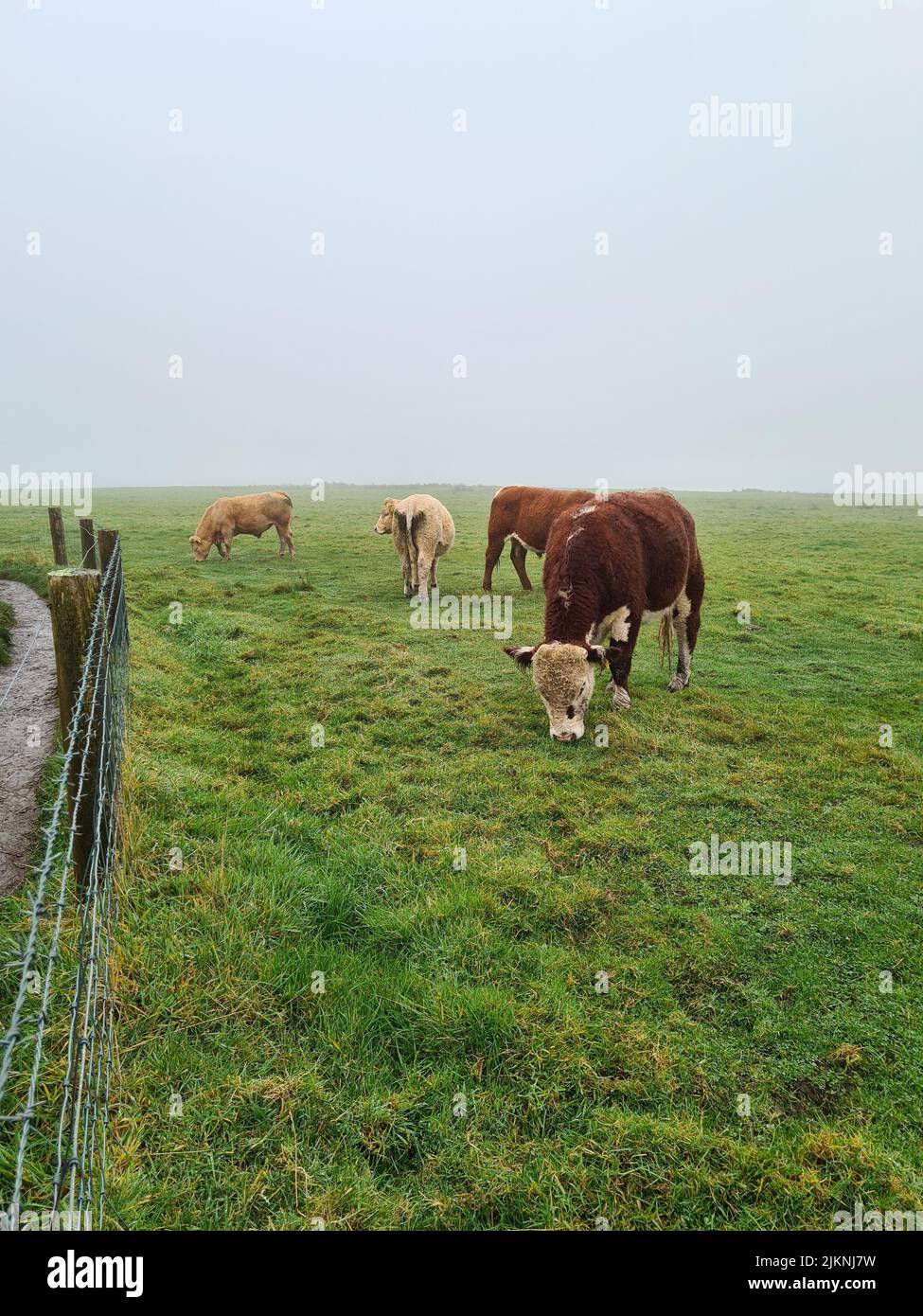 A vertical shot of cows pasturing in the field Stock Photo - Alamy