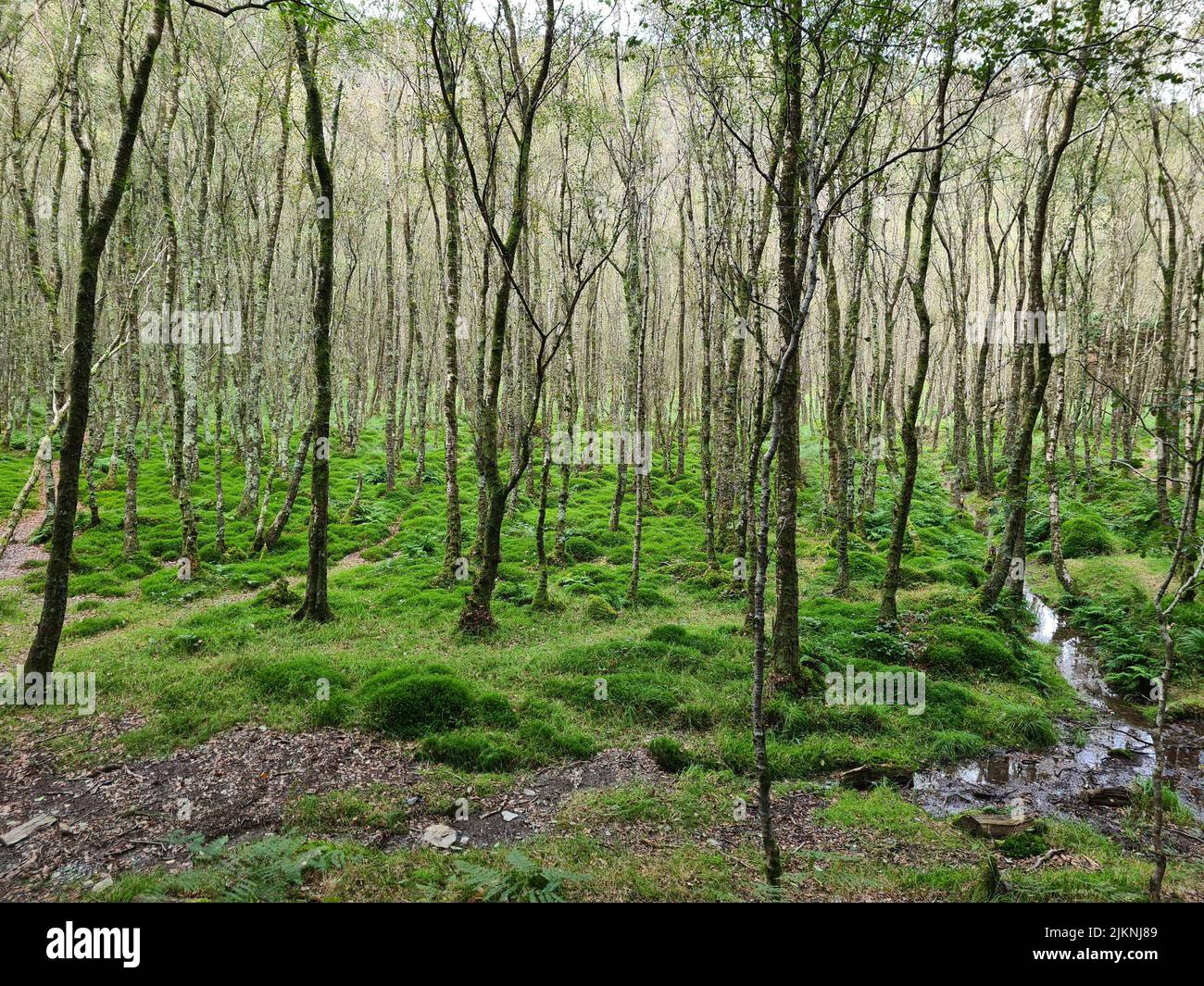 The view of the green forest with dense vegetation Stock Photo - Alamy